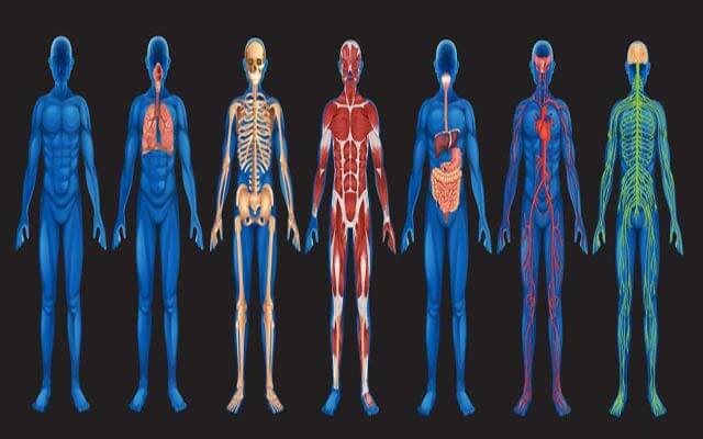 100 Scientific Facts About The Human Body And Animals Updated 100 Scientific Facts About The Human Body And Animals Updated